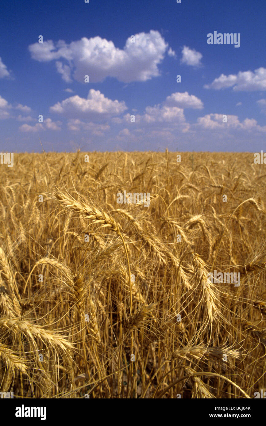 Spain wheat grain hi-res stock photography and images - Alamy