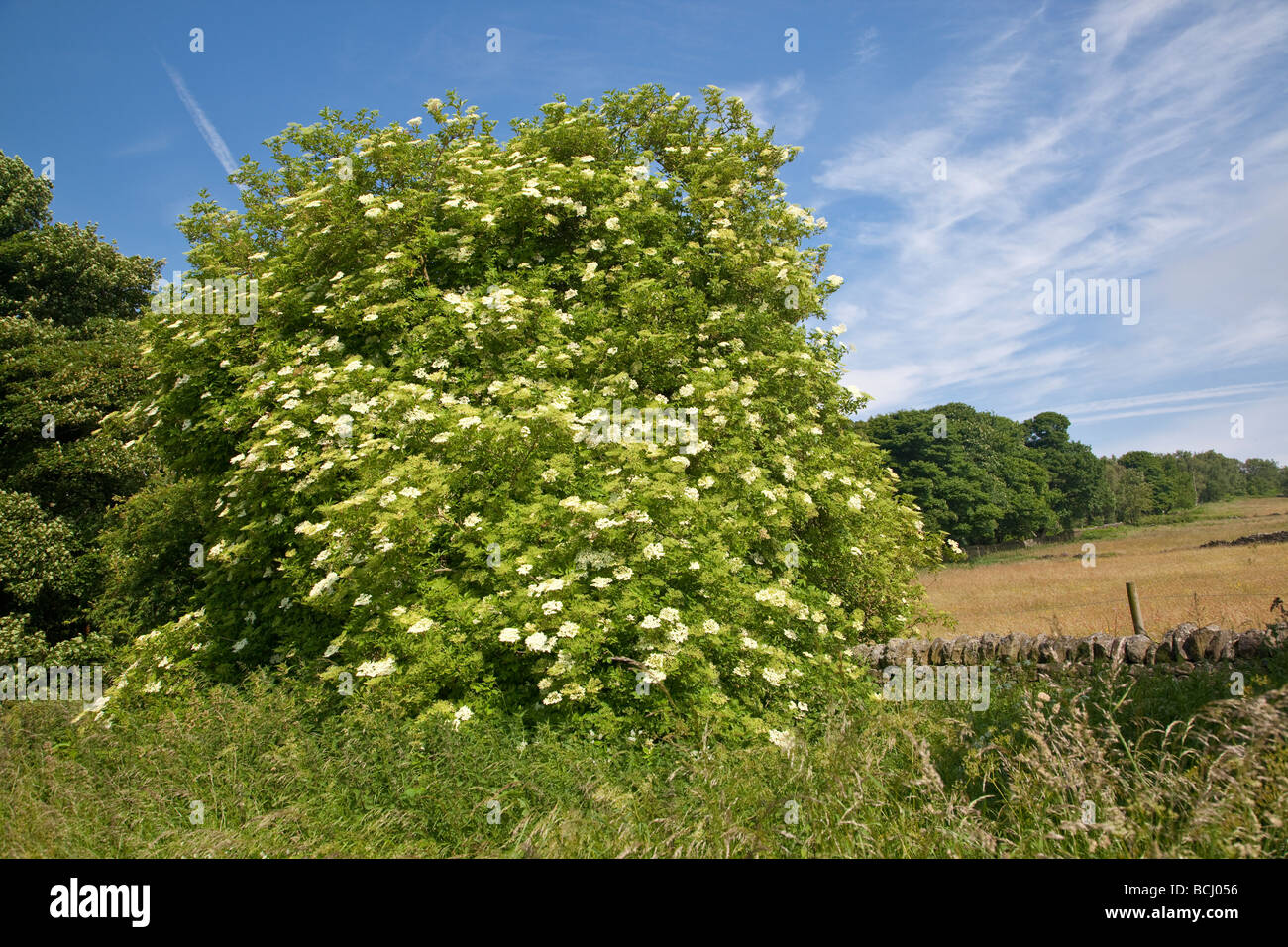 Black elder sambucus hi-res stock photography and images - Alamy