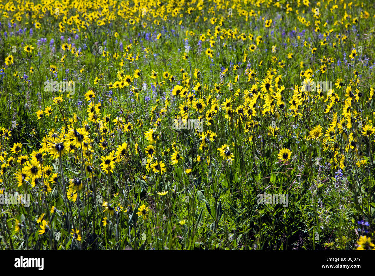 Mules Ear Aspen Sunflowers on Snodgrass Mountain near Mount Crested ...