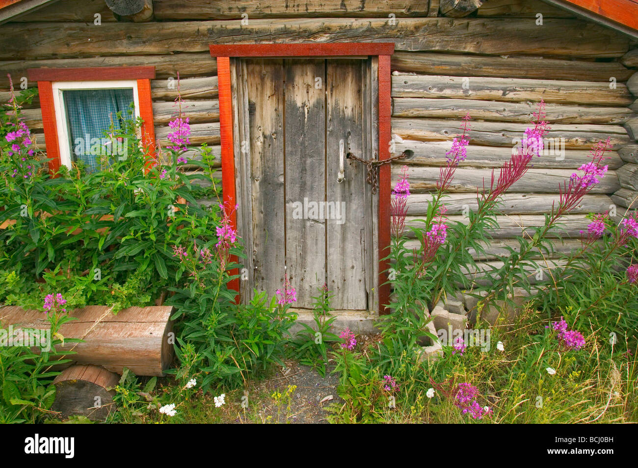 Cabin w/Fireweed in Klukshu Village SE AK Digital Summer Stock Photo - Alamy