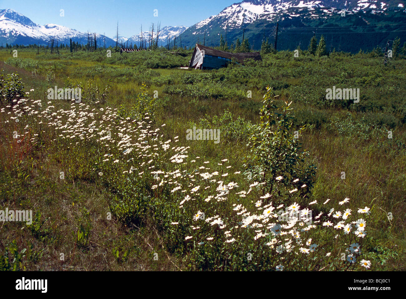 Destroyed Cabin from 1964 Earthquake Portage Valley AK SC Summer w ...