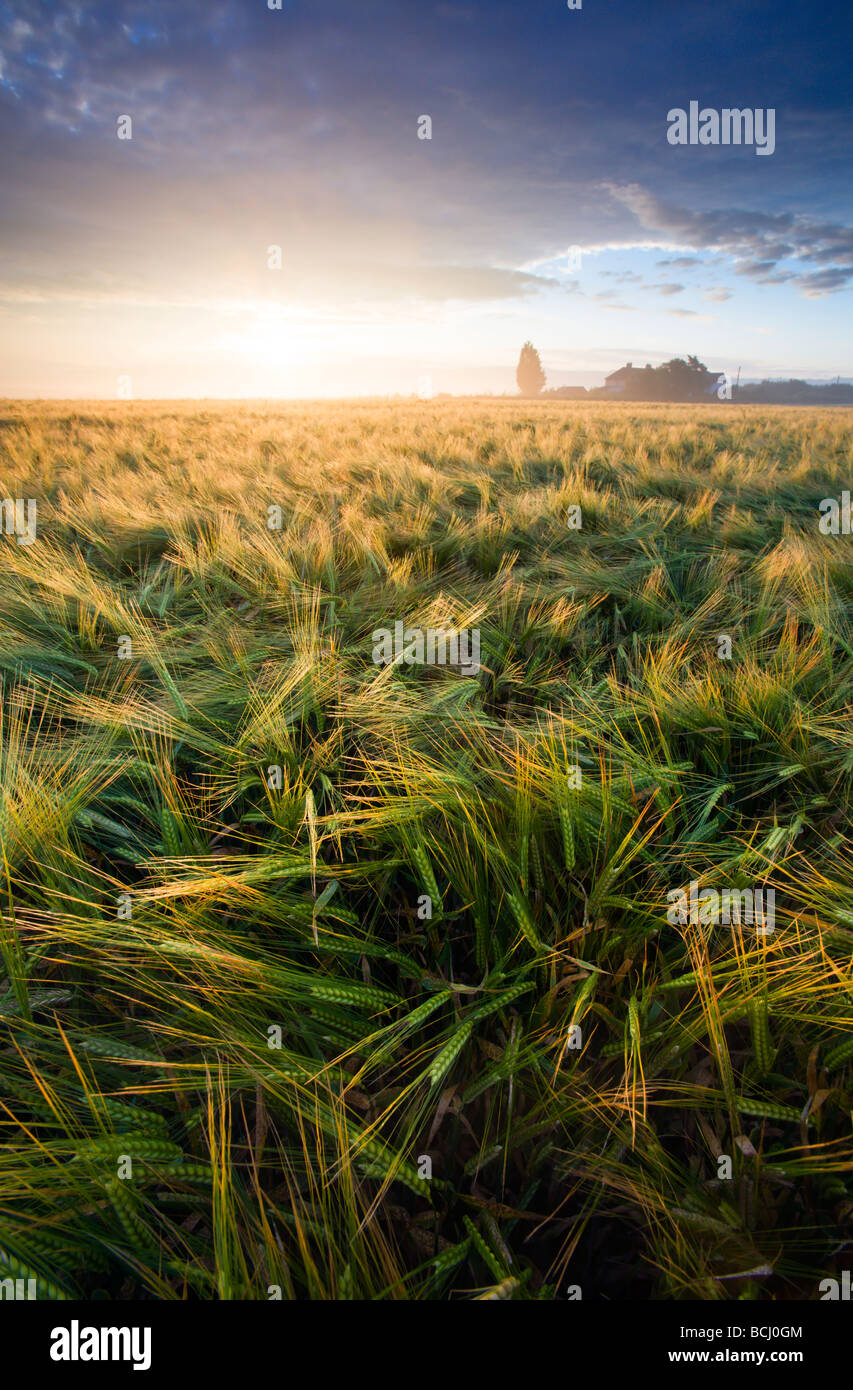first golden light hits the golden field Stock Photo - Alamy