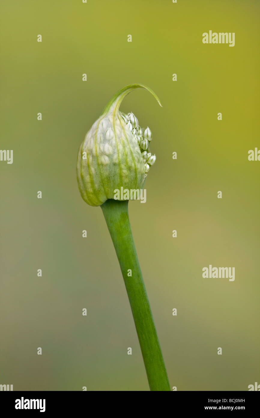 Allium ascalonicum hi-res stock photography and images - Alamy