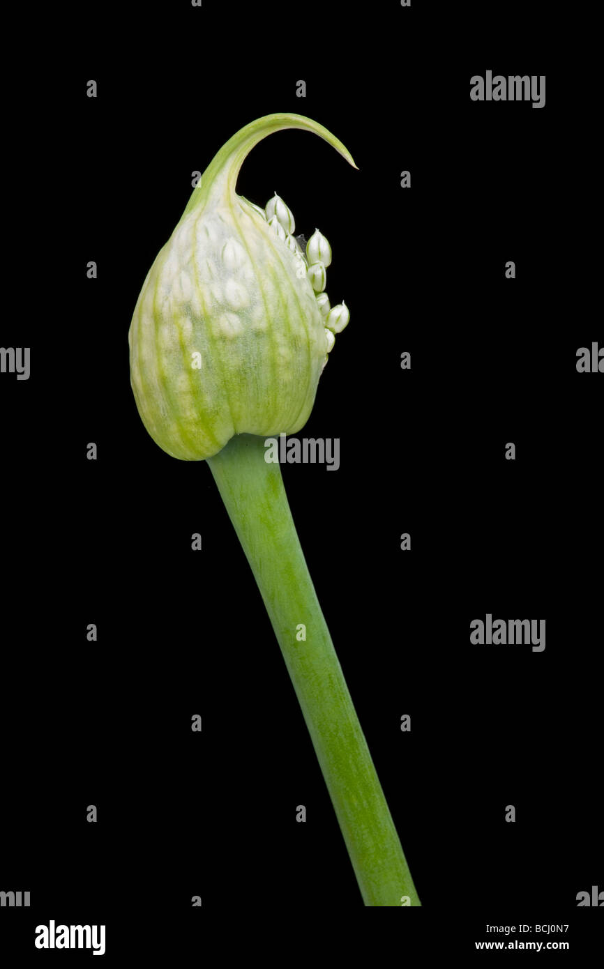 Allium ascalonicum hi-res stock photography and images - Alamy