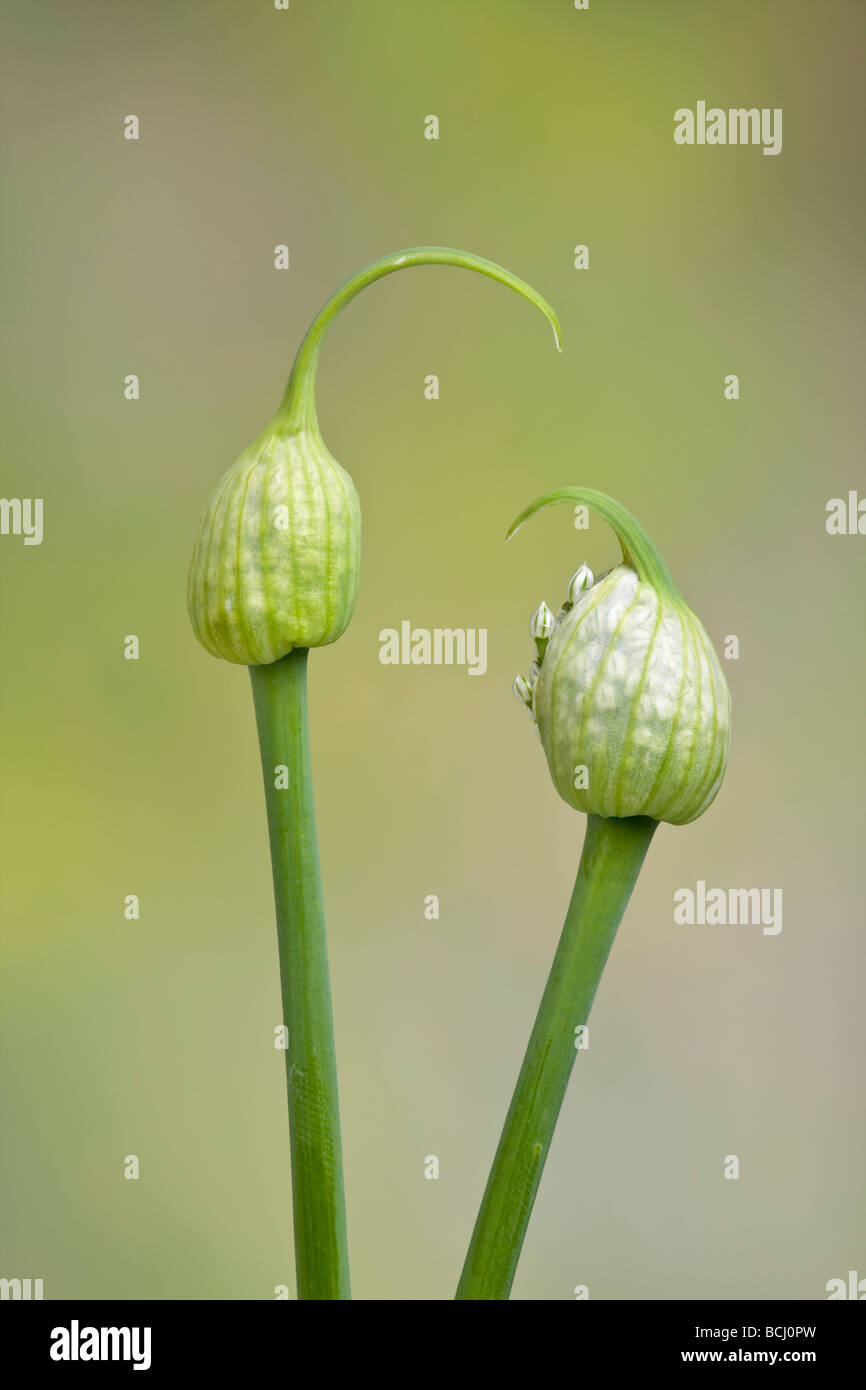 Shallot or Onion flower Allium ascalonicum Stock Photo - Alamy