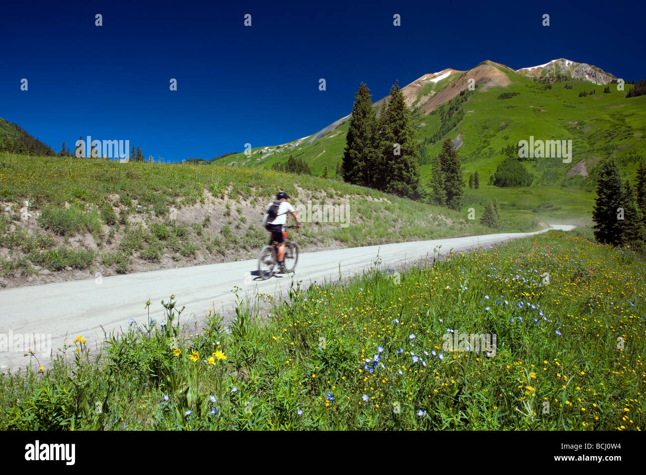 Wildflowers along Schofield Pass Road north of Rustler Gulch Trailhead ...
