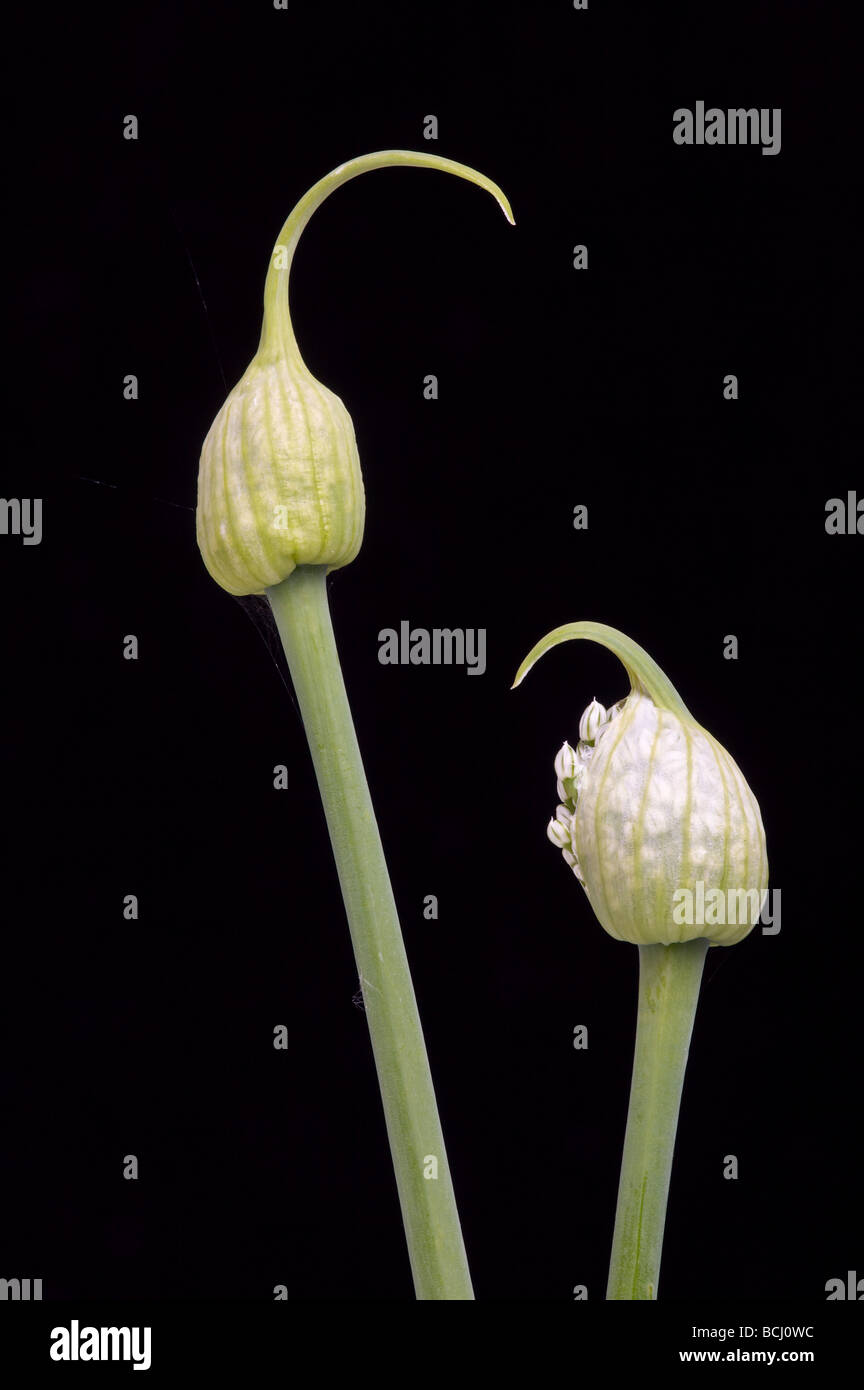 Allium ascalonicum hi-res stock photography and images - Alamy