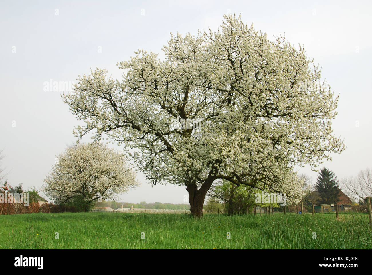 blossoming fruit trees in field Stock Photo - Alamy