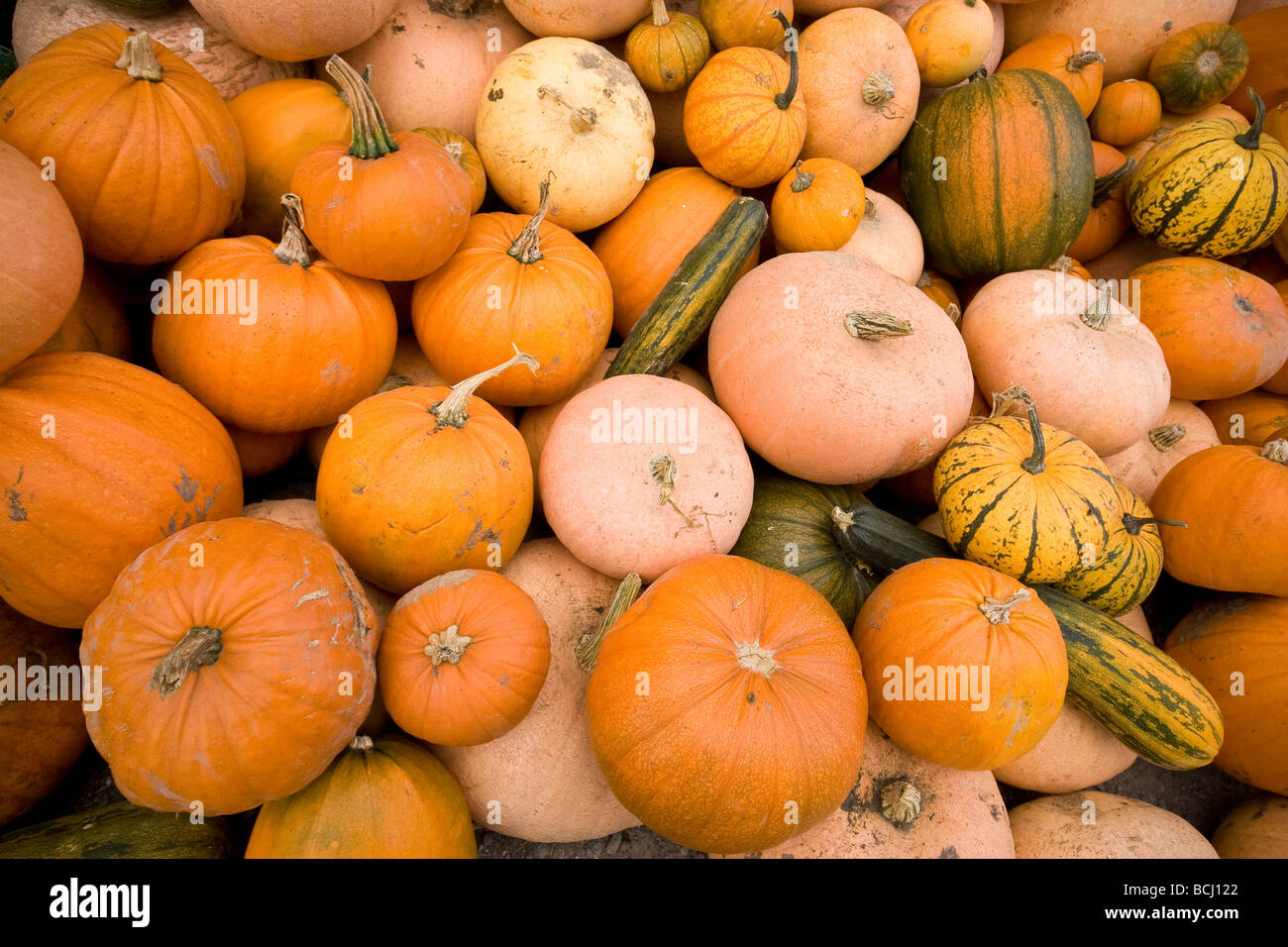 Group of assorted Pumpkins Stock Photo - Alamy