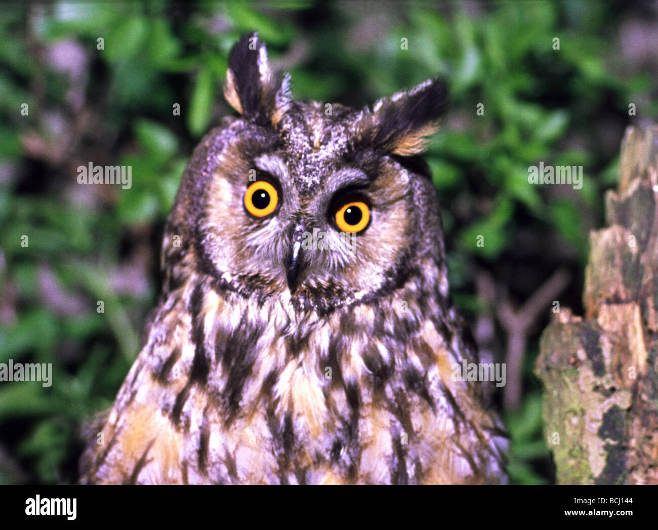 Adult Long-eared Owl with ear tufts raised.In a tree on the edge of a ...