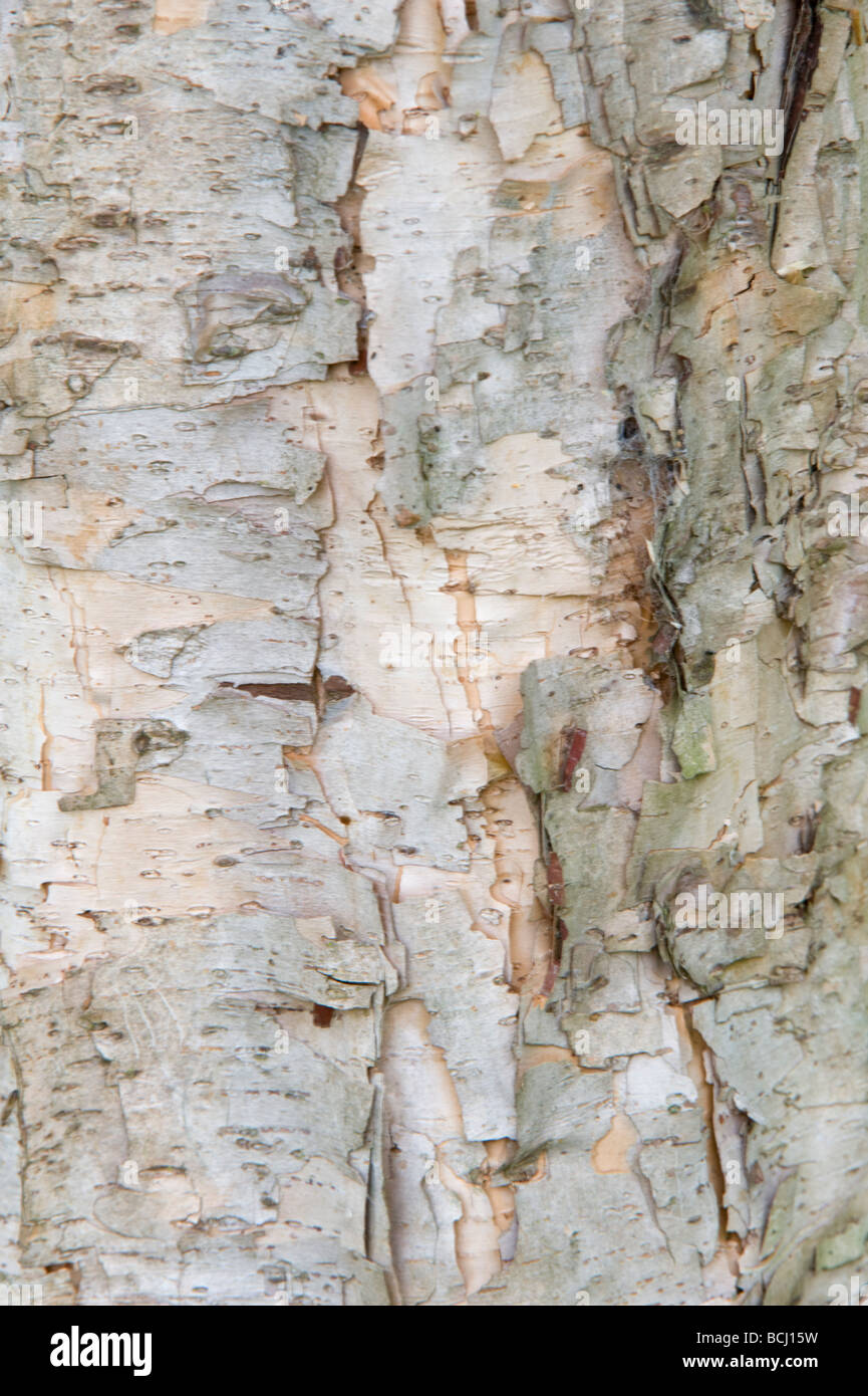 Betula bark hi-res stock photography and images - Alamy