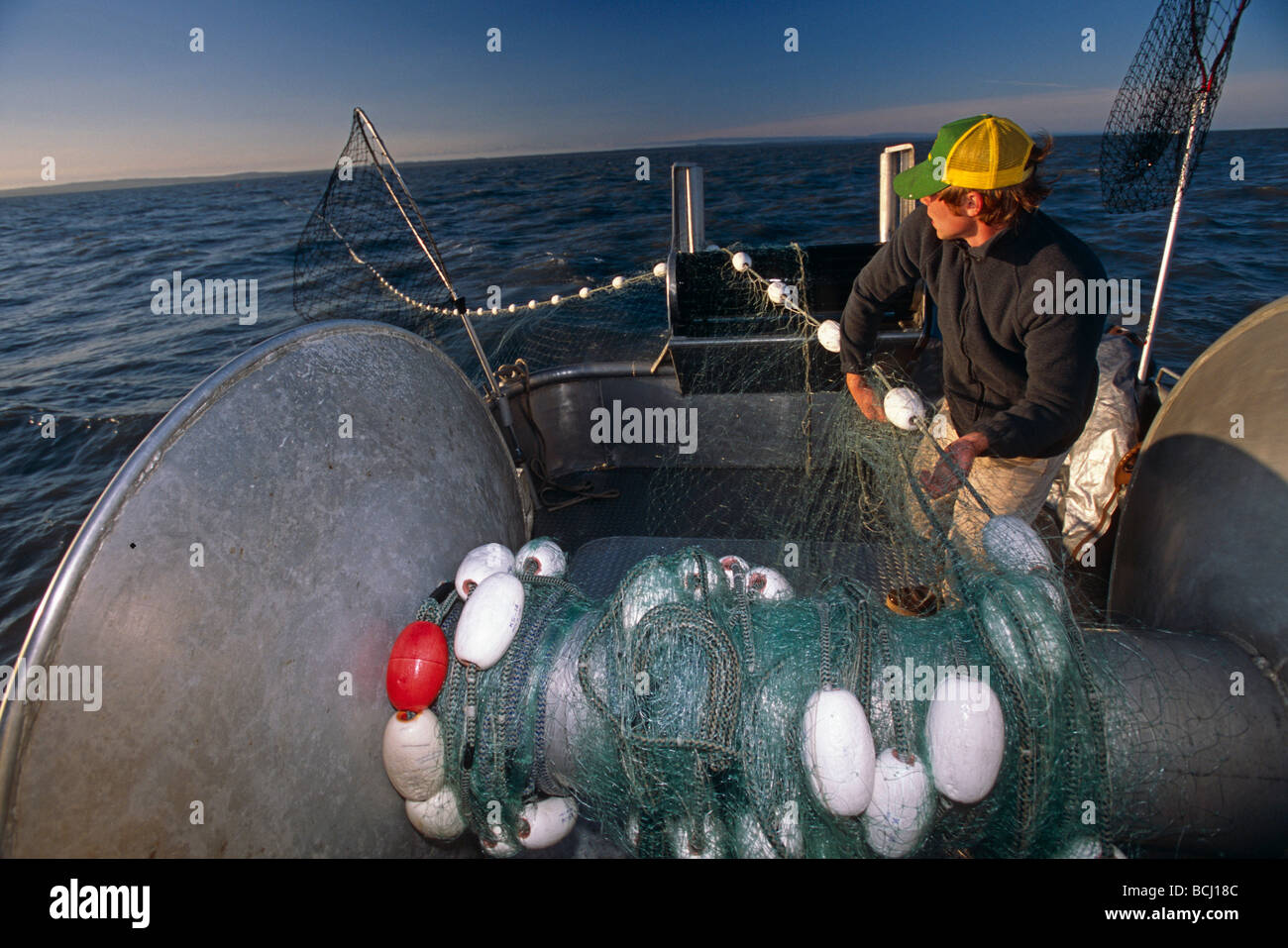 Commercial Fisherwoman feeds gillnet out into Cook Inlet for Red Salmon ...