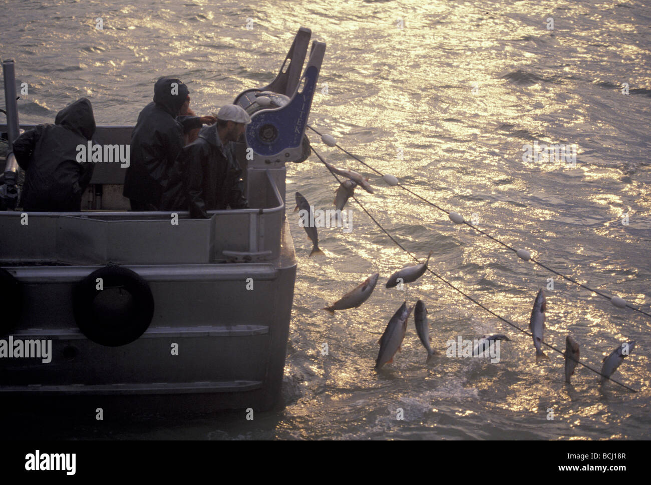 Hauling salmon fishing hi-res stock photography and images - Alamy