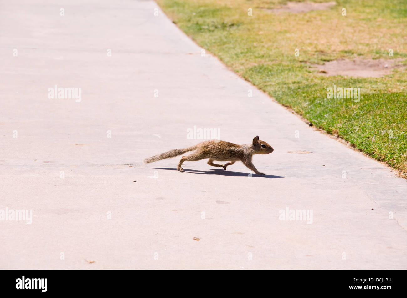 Squirrel running hi-res stock photography and images - Alamy