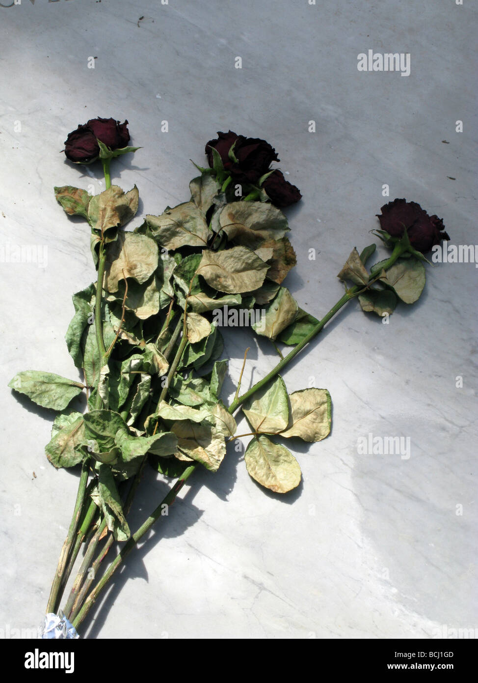 bunch of old red roses on stone surface in sun Stock Photo - Alamy