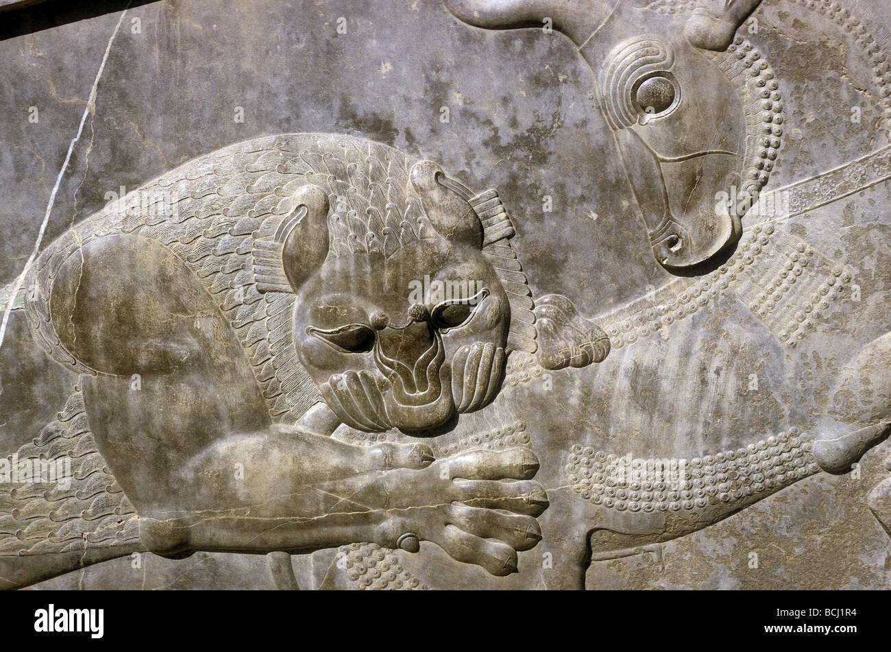 Part of a bas relief of a lion attacking a bull in Persepolis Iran a ...