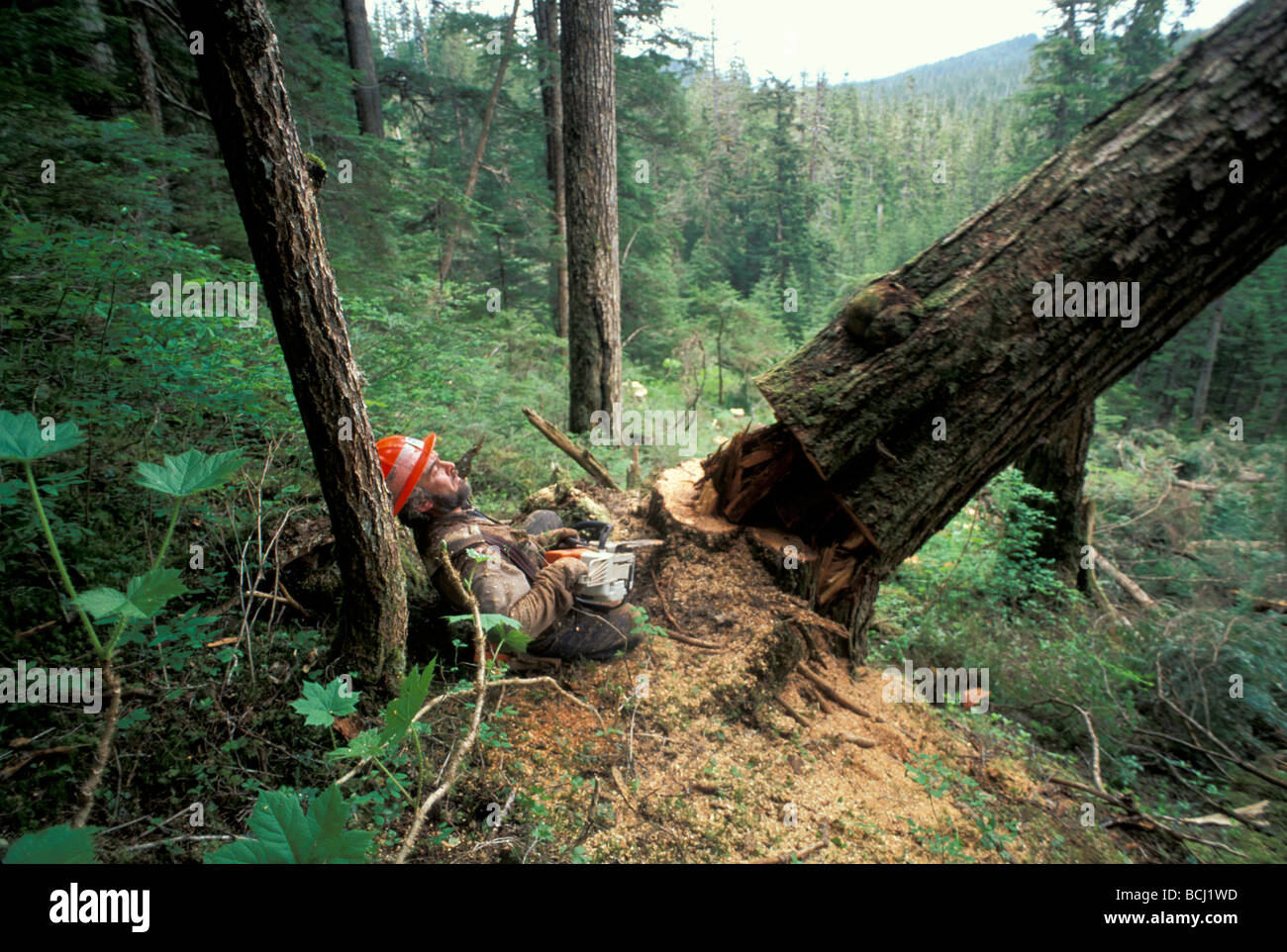 Logger Felling Tree Tongass NF SE Alaska Summer Stock Photo - Alamy
