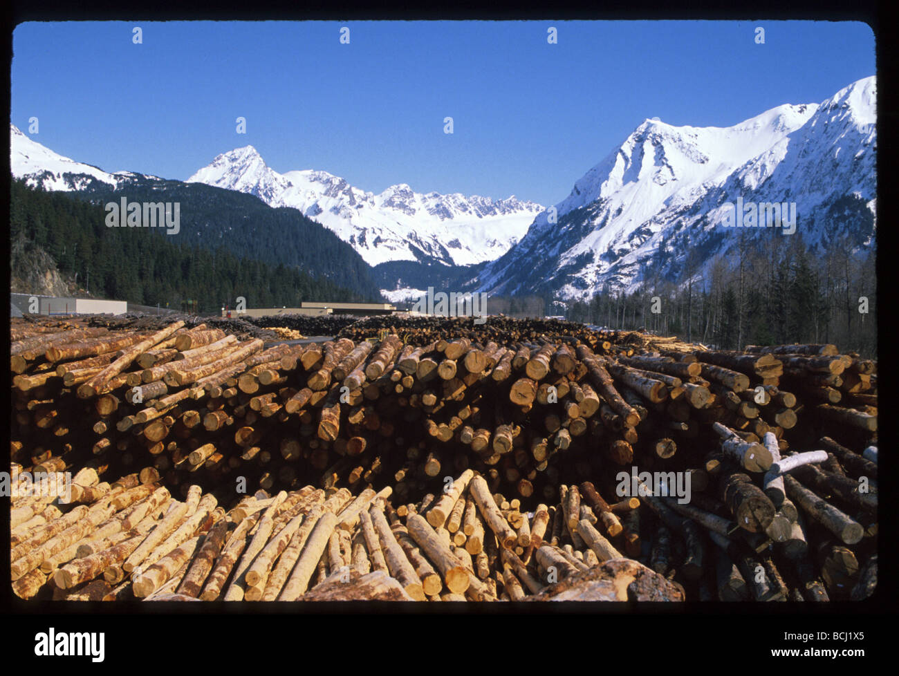 Raw Spruce Logs in Yard Chugach Sawmill Seward AK Stock Photo - Alamy