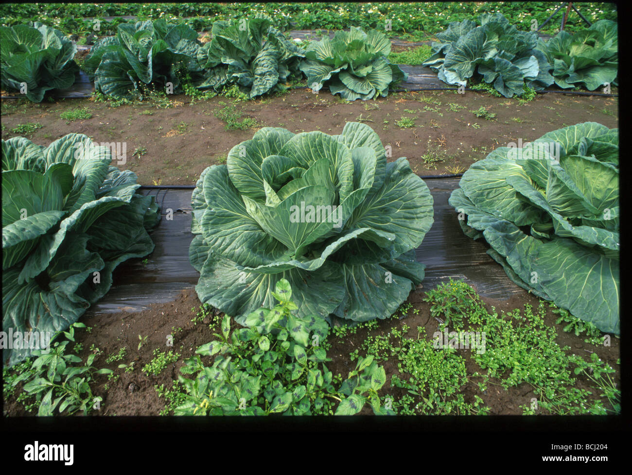 Large Alaskan Cabbage Matanuska Valley SC Alaska summer portrait Stock ...