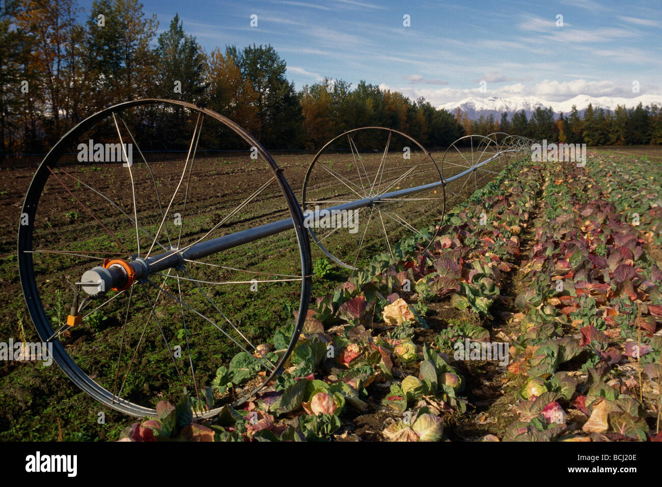 Cabbage growing on farm Chugach Mtns Palmer AK Southcentral summer ...