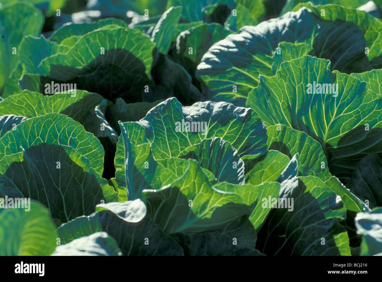 Alaska farming in matanuska valley hi-res stock photography and images ...