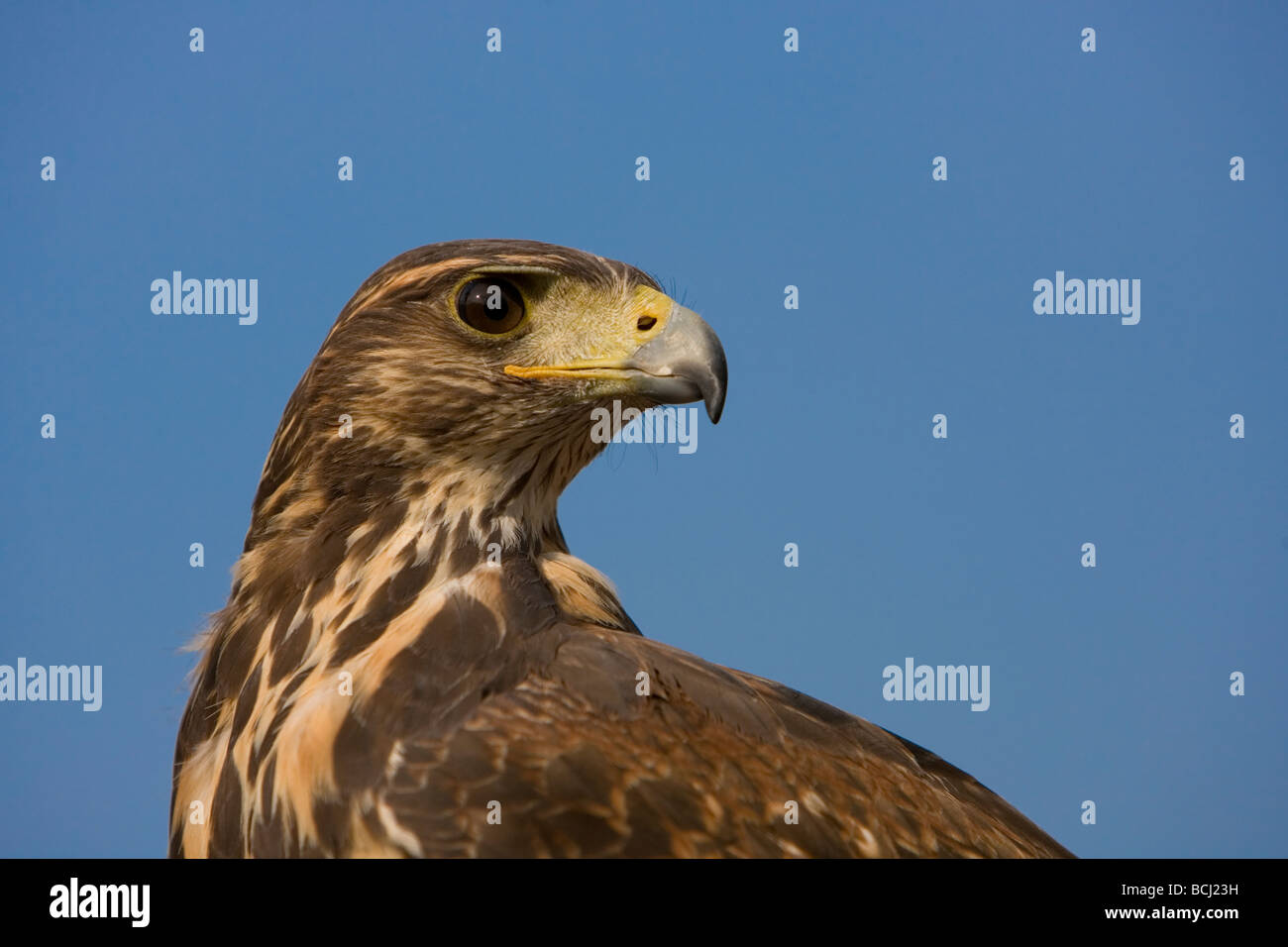 Female Harris Hawk Stock Photo - Alamy