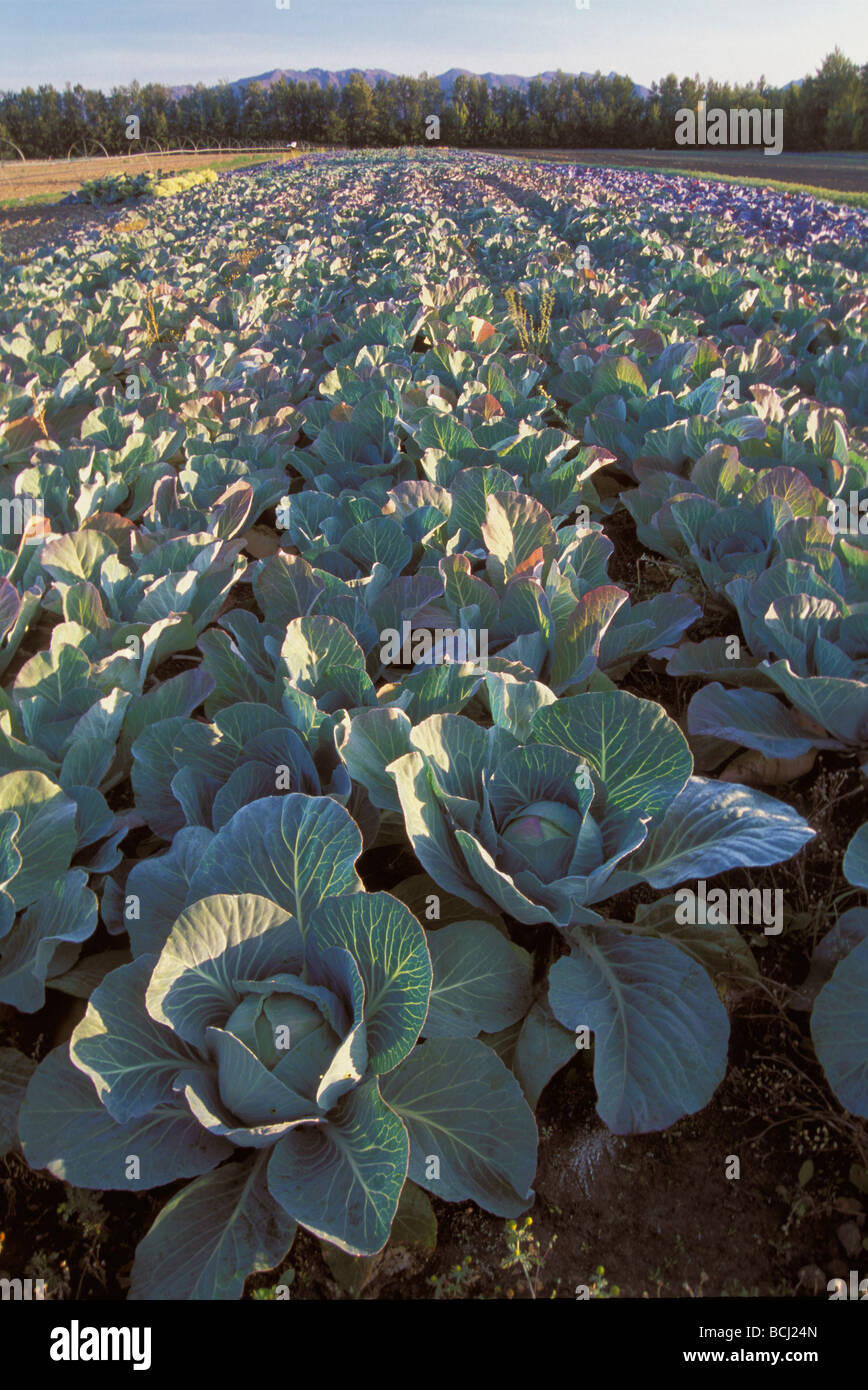 Cabbage harvest farm alaska hi-res stock photography and images - Alamy