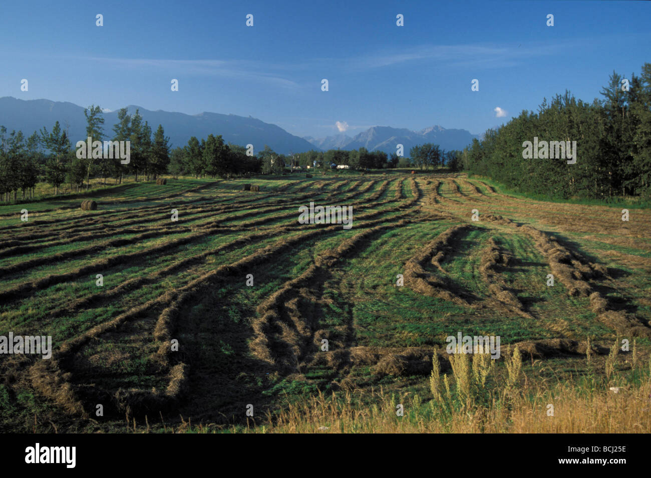 Wind rowed hi-res stock photography and images - Alamy