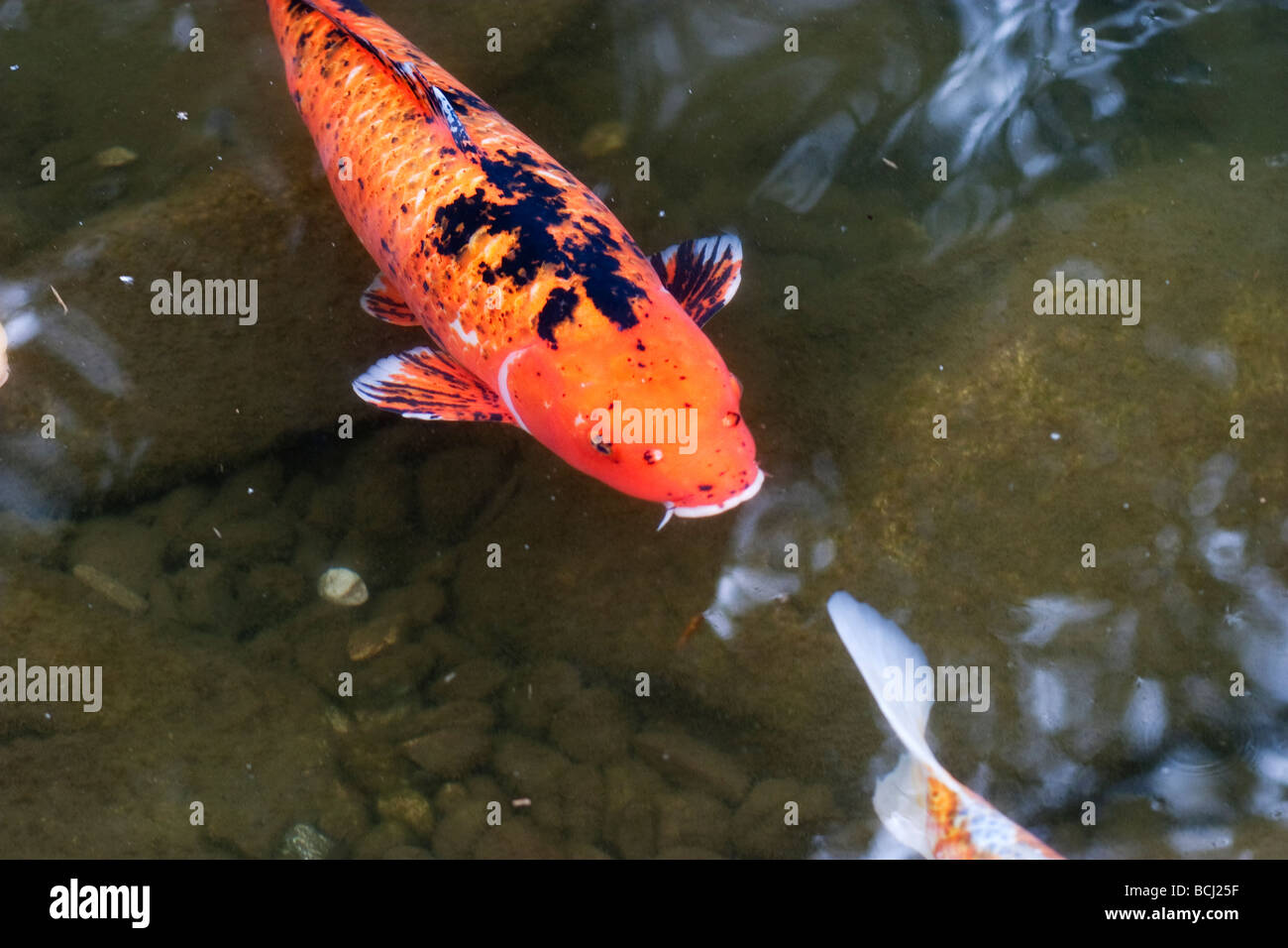Carp fish expensive pet hi-res stock photography and images - Alamy