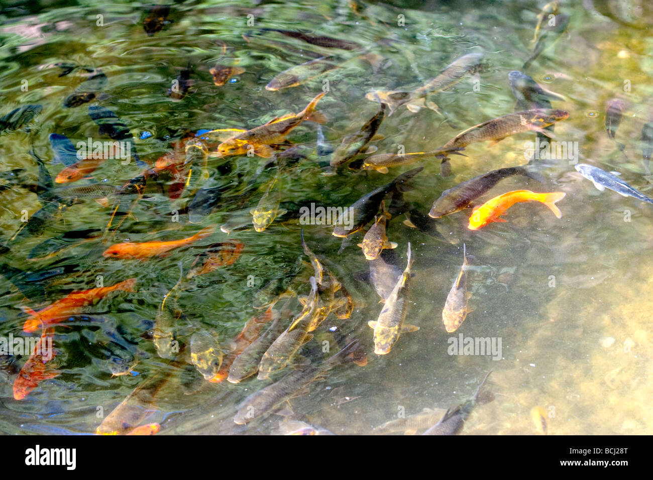 Live living species hi-res stock photography and images - Alamy