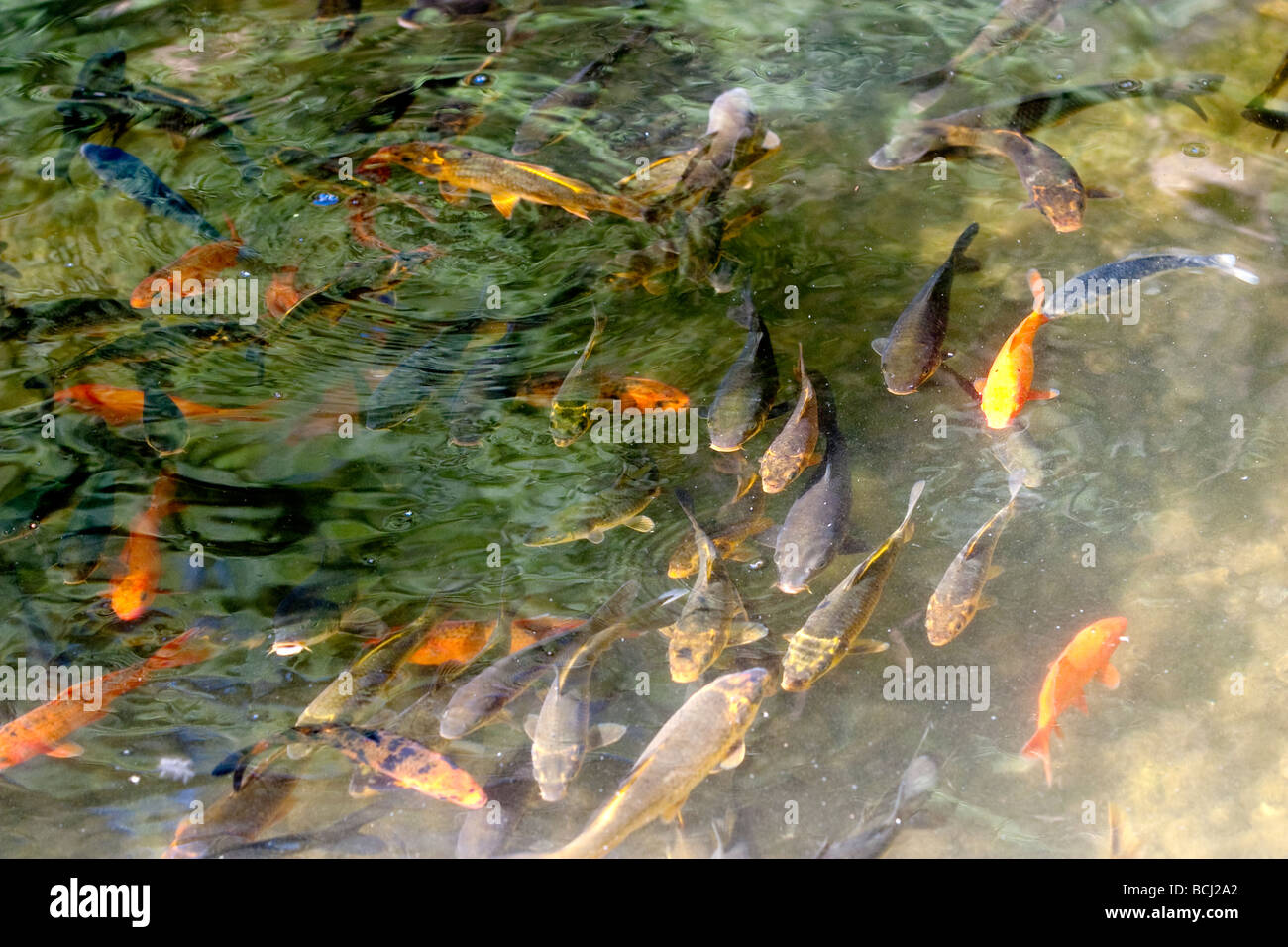 Live living species hi-res stock photography and images - Alamy