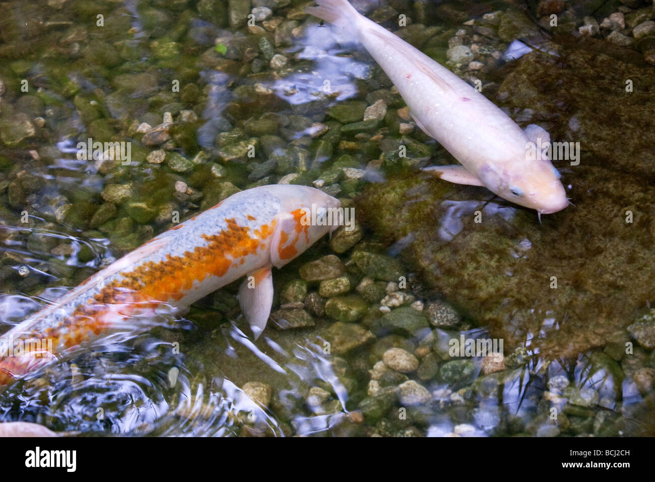 Living fish hi-res stock photography and images - Alamy