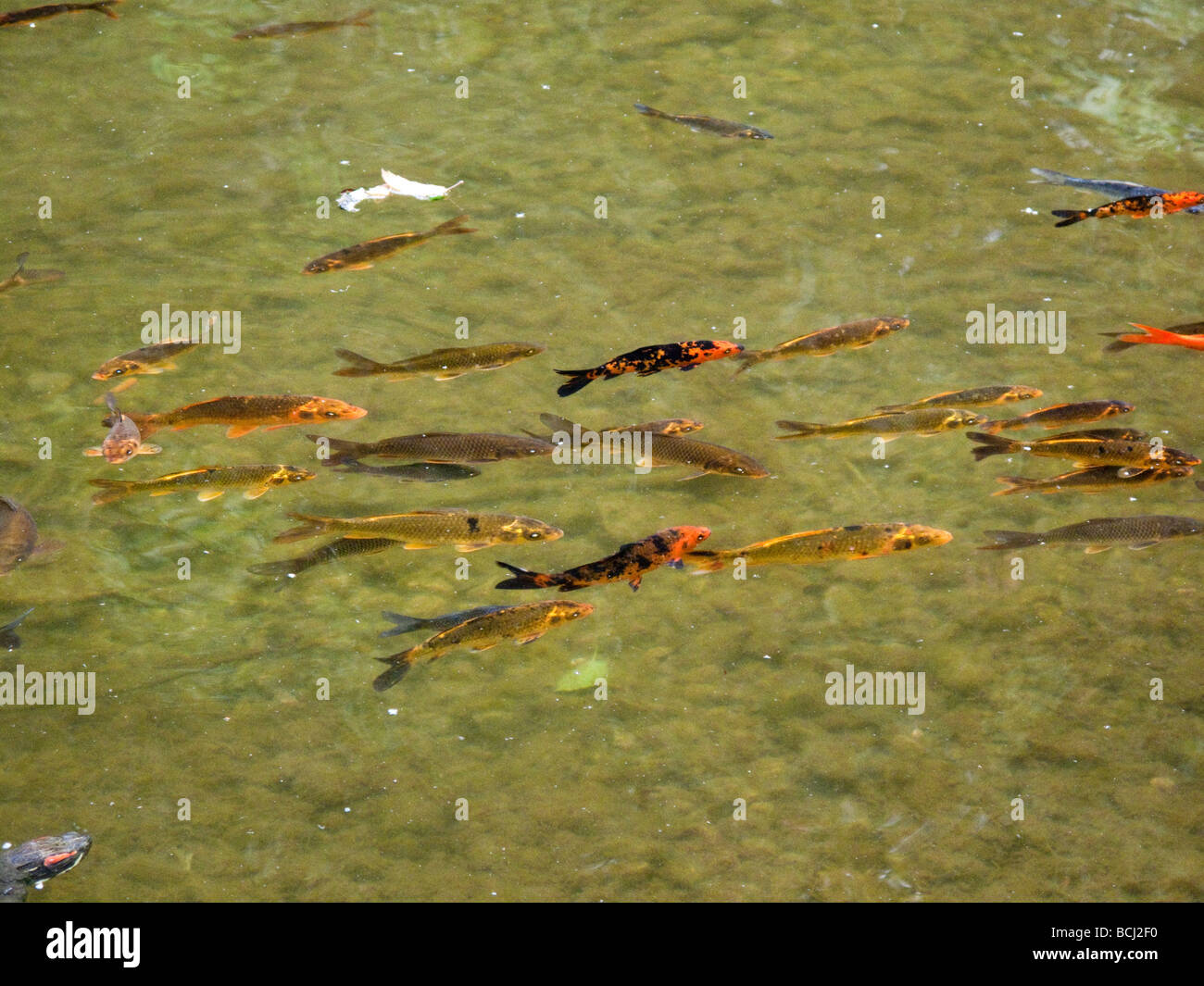 Living fish hi-res stock photography and images - Alamy