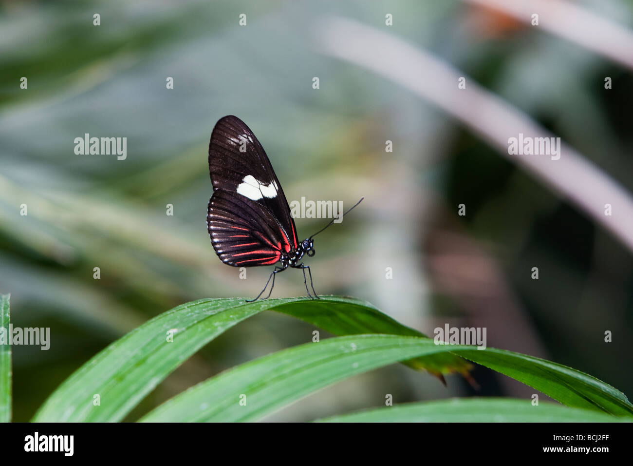 Heliconius Butterfly Pupa High Resolution Stock Photography and Images ...