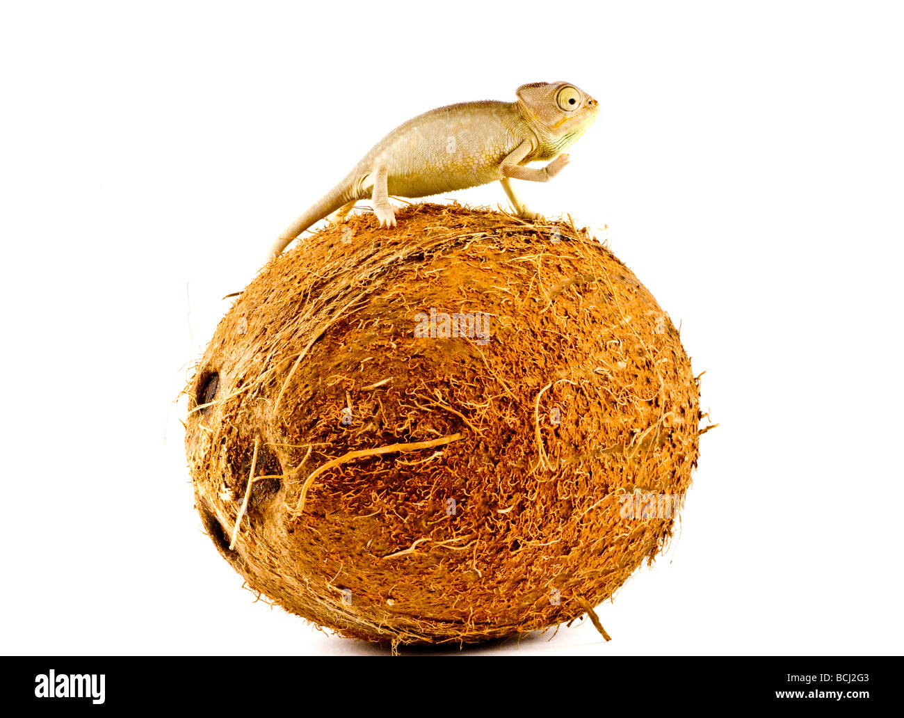 Small chameleon on a coco Stock Photo - Alamy