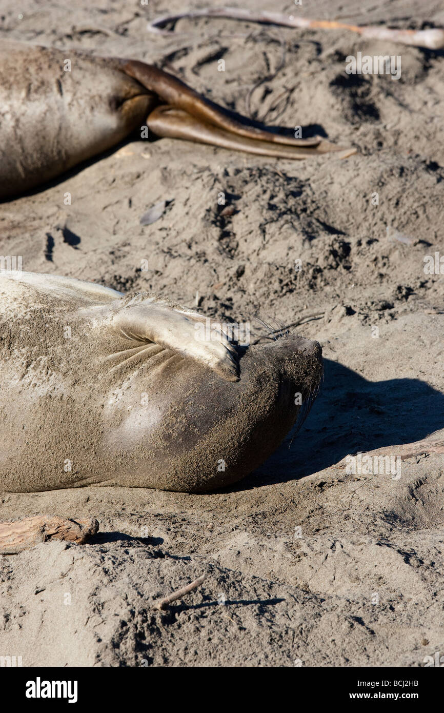 Female Northern Elephant Seal Mirounga angustirostris Stock Photo - Alamy