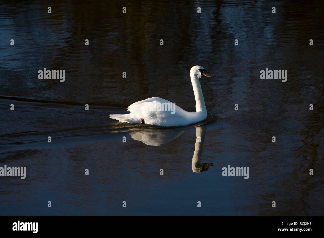 Single swan moving gracefully through water Stock Photo - Alamy