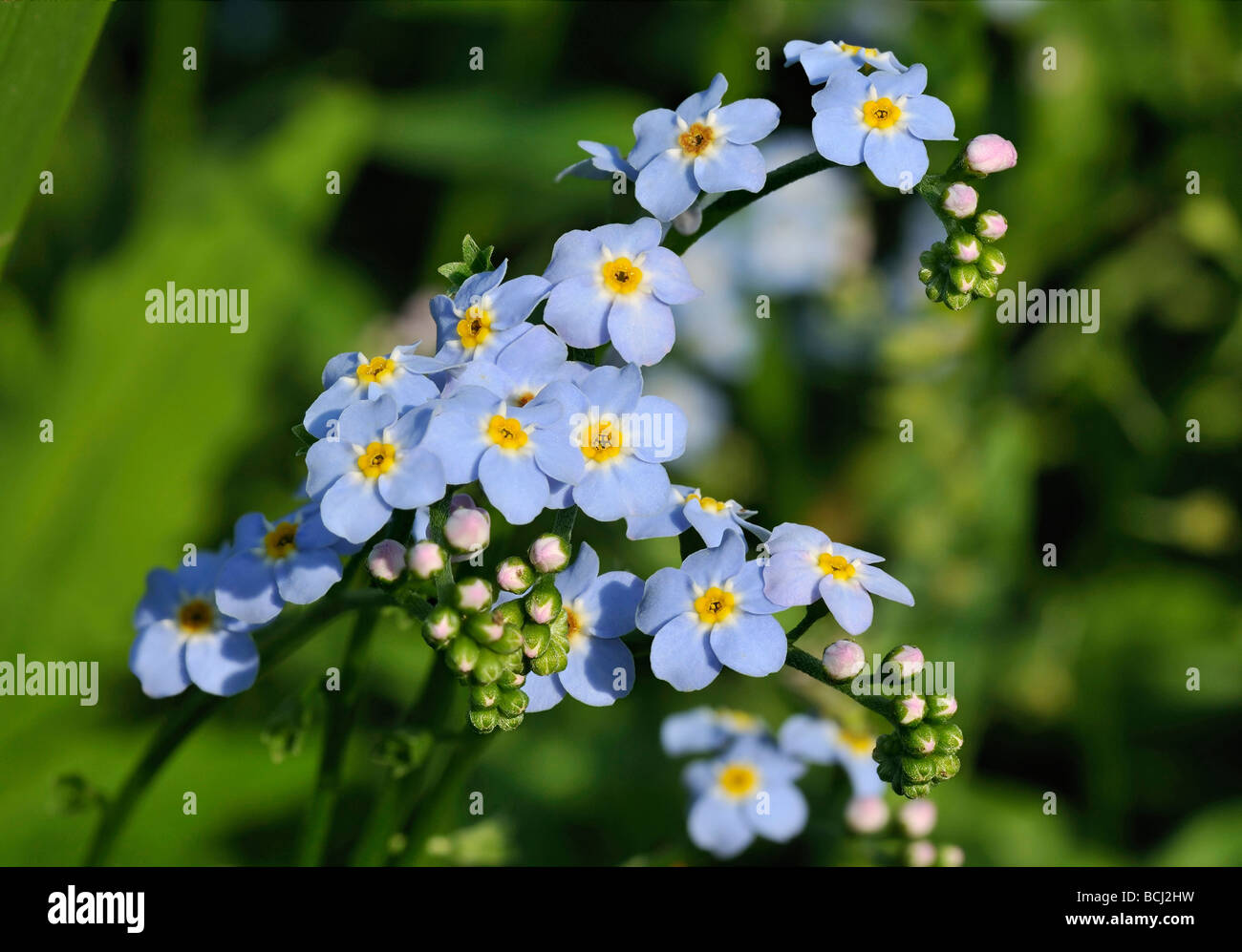 Water Forget me not Myosotis scorpioides Stock Photo - Alamy