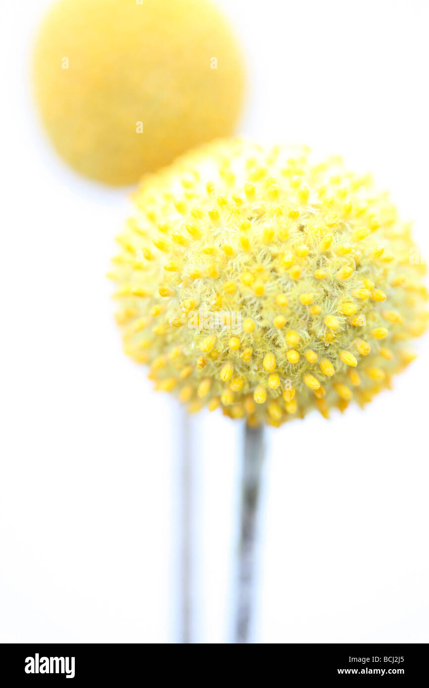 Yellow ball like flowers High Resolution Stock Photography and Images ...