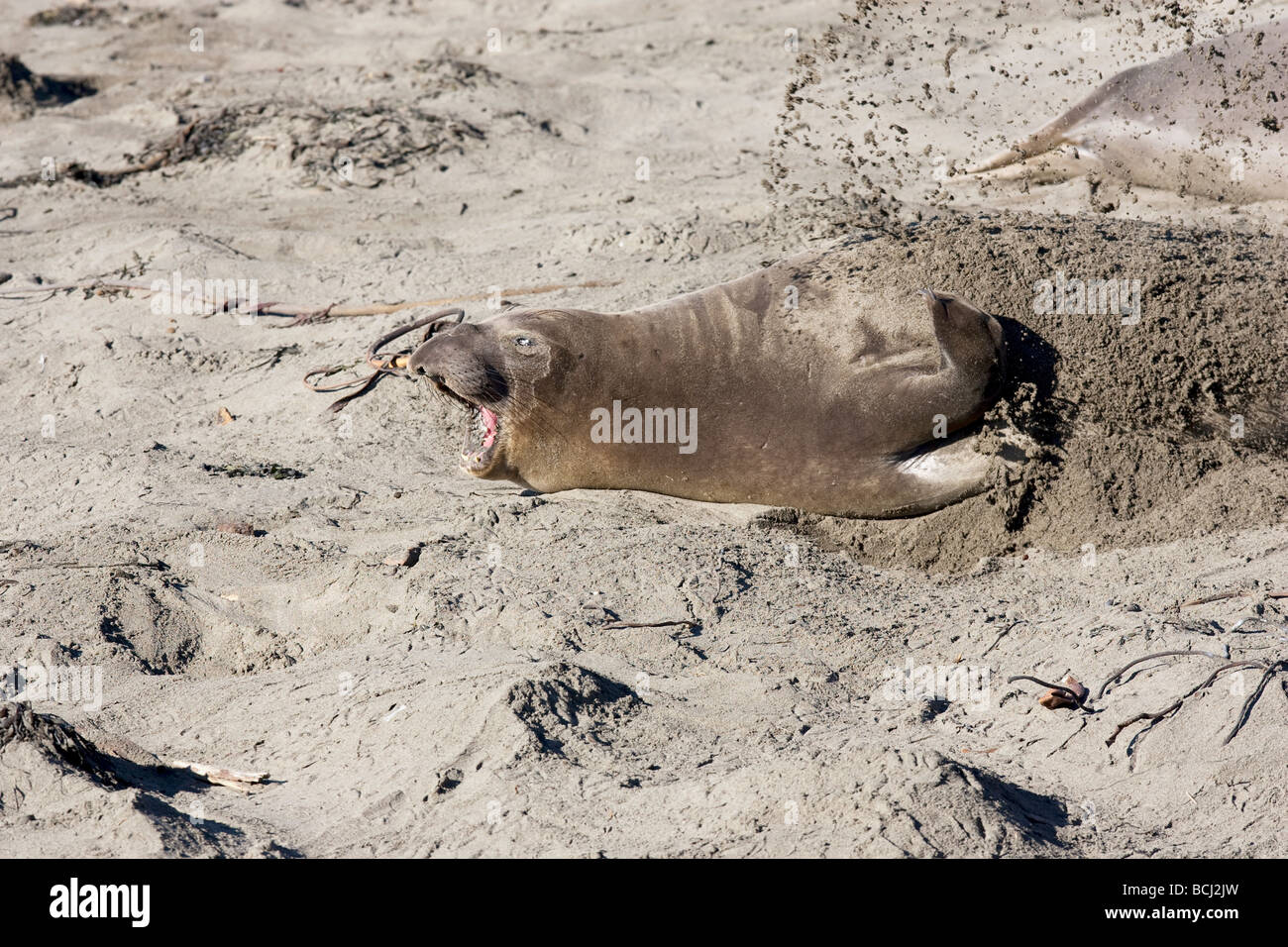 Female Northern Elephant Seal Mirounga angustirostris Stock Photo - Alamy