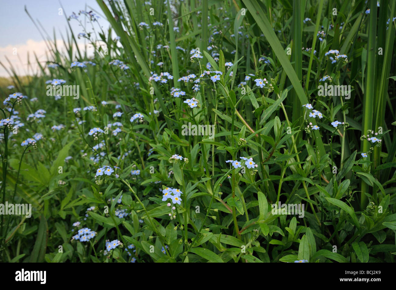 Aquatic forget me not hi-res stock photography and images - Alamy