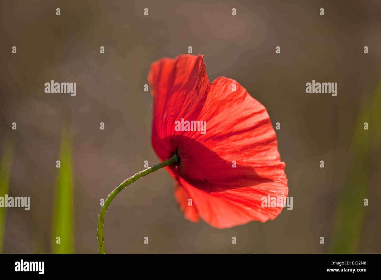 detail of a poppy flower Stock Photo - Alamy