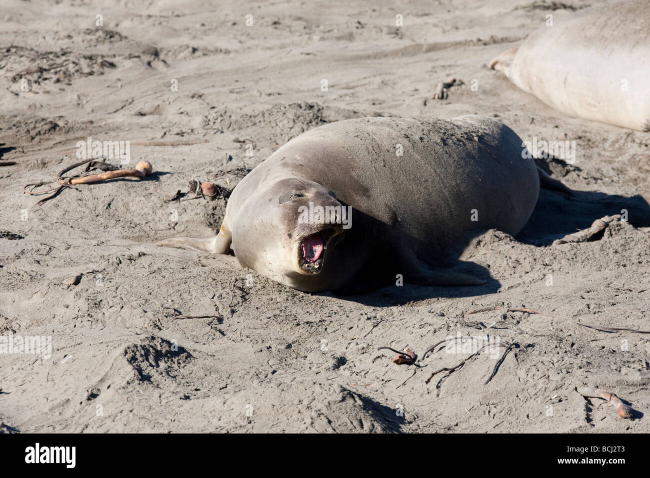 Female Northern Elephant Seal Mirounga angustirostris Stock Photo - Alamy