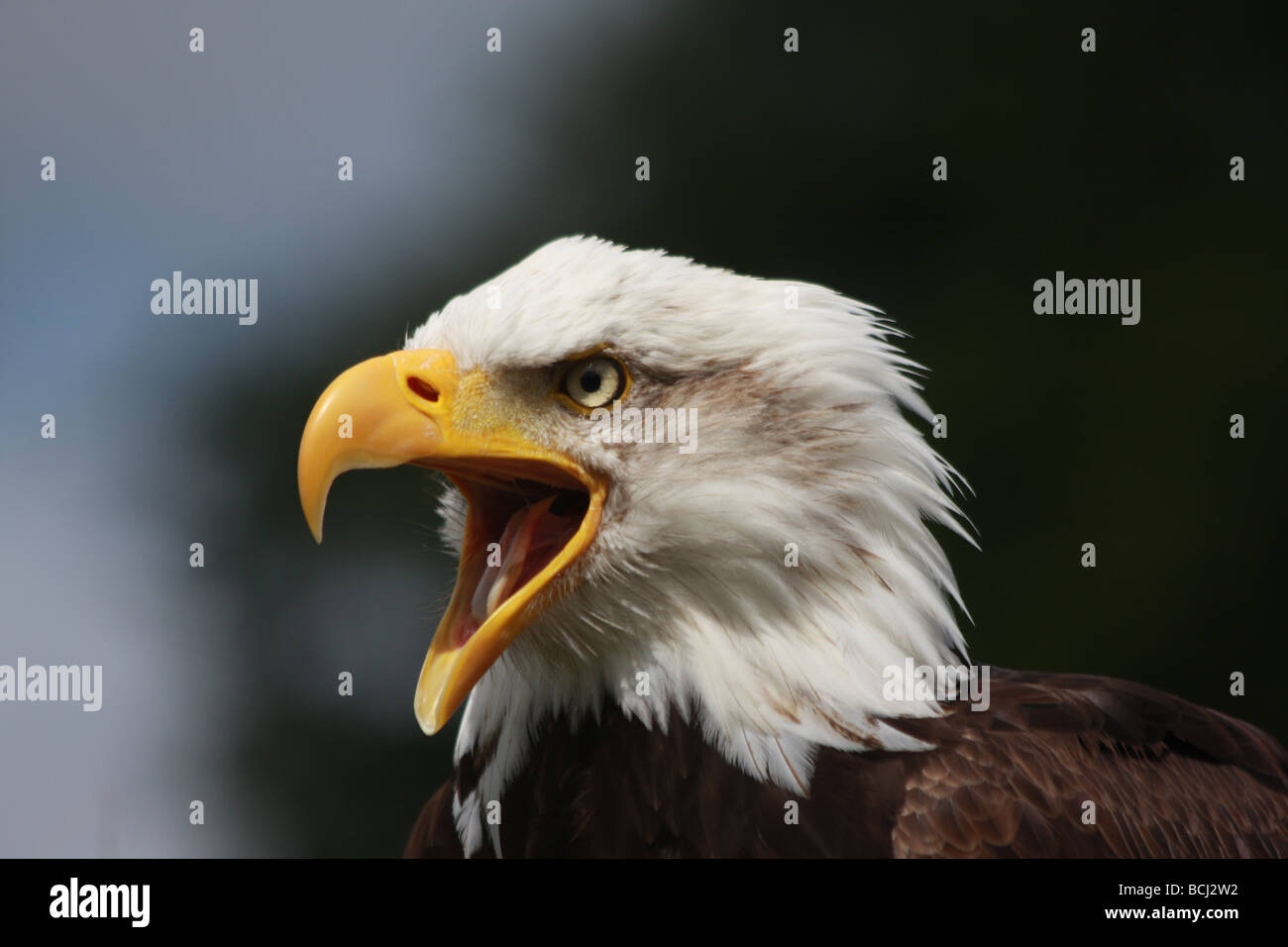 Bald eagle power hi-res stock photography and images - Alamy