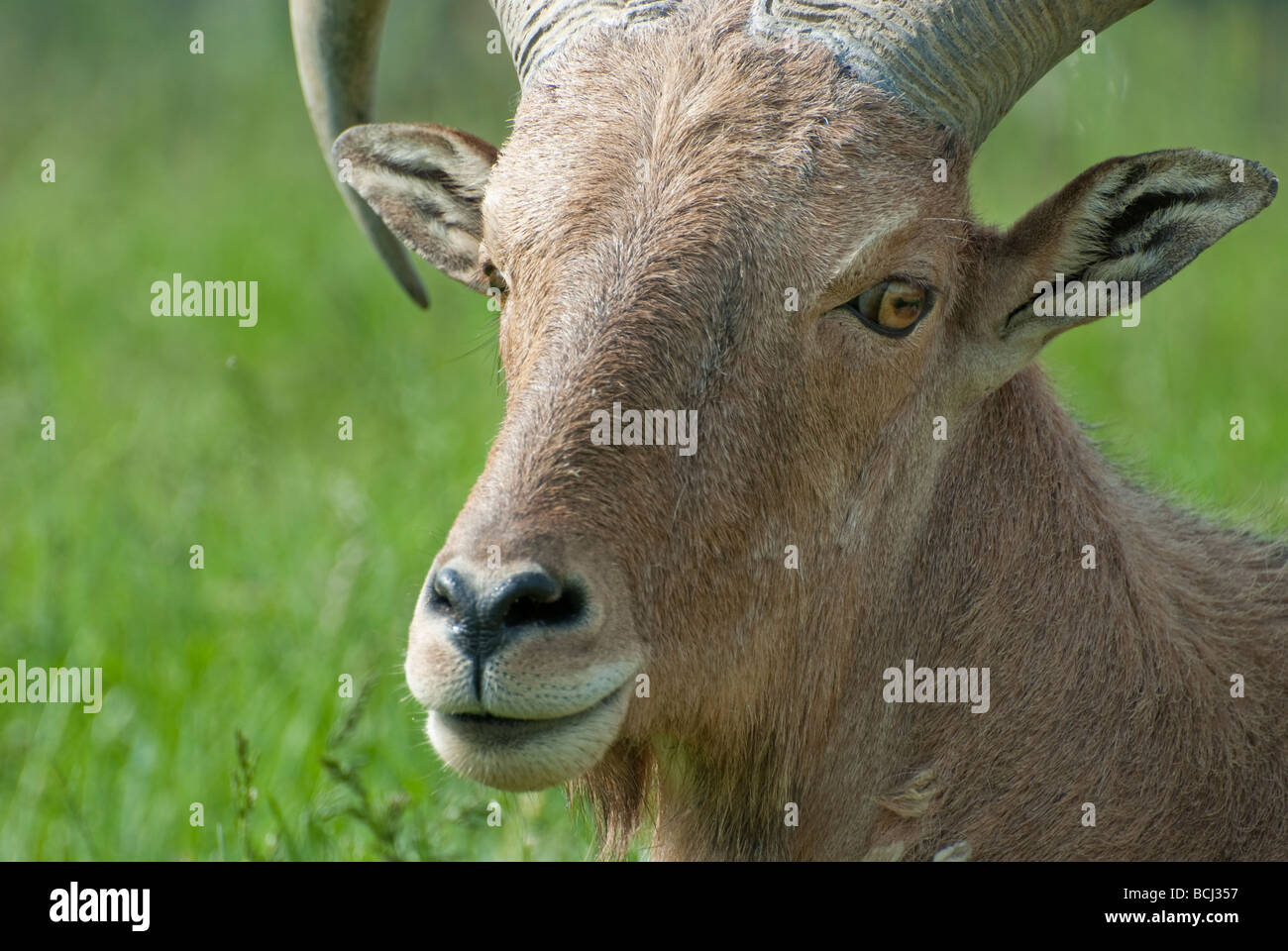 Savana animals hi-res stock photography and images - Alamy