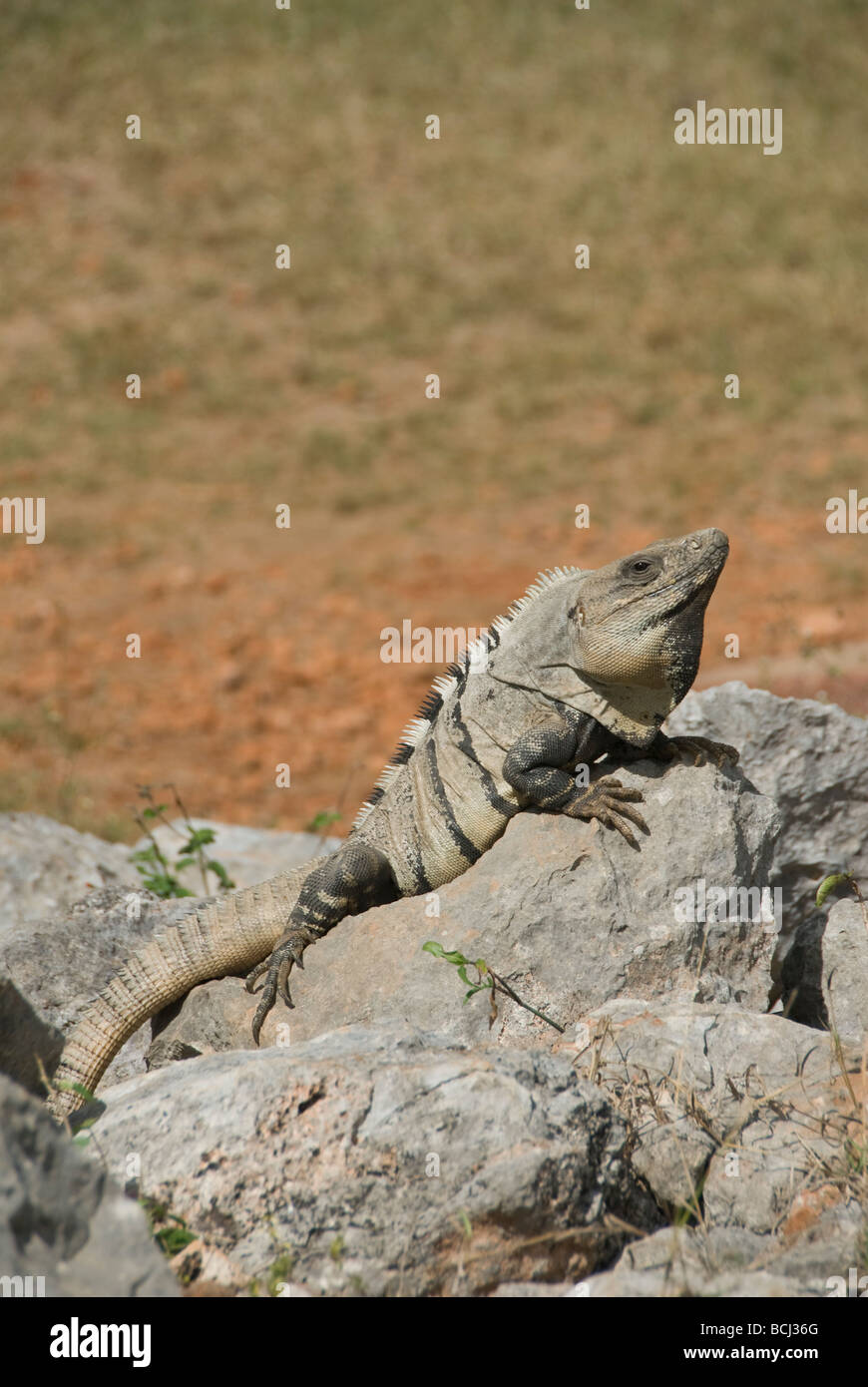 Mexico, Yucatan, Labna, iguana Stock Photo - Alamy