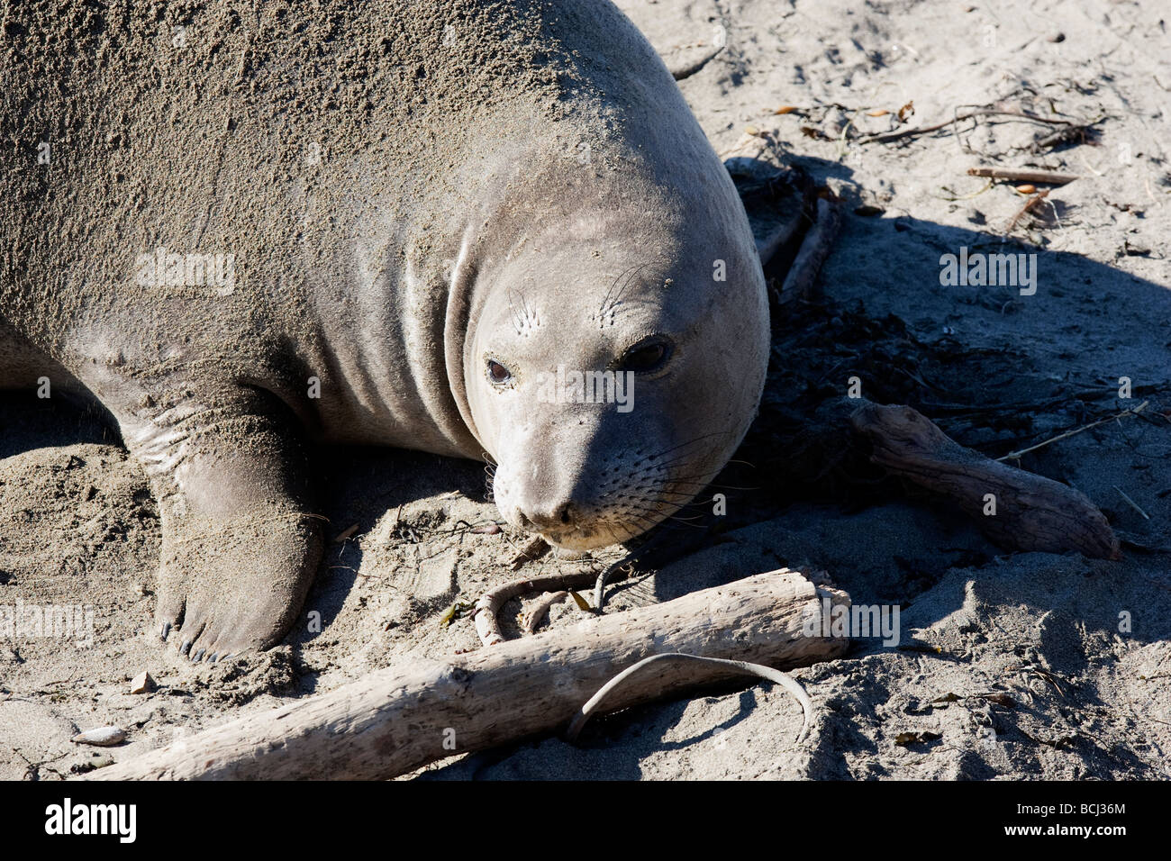 Female Northern Elephant Seal Mirounga angustirostris Stock Photo - Alamy