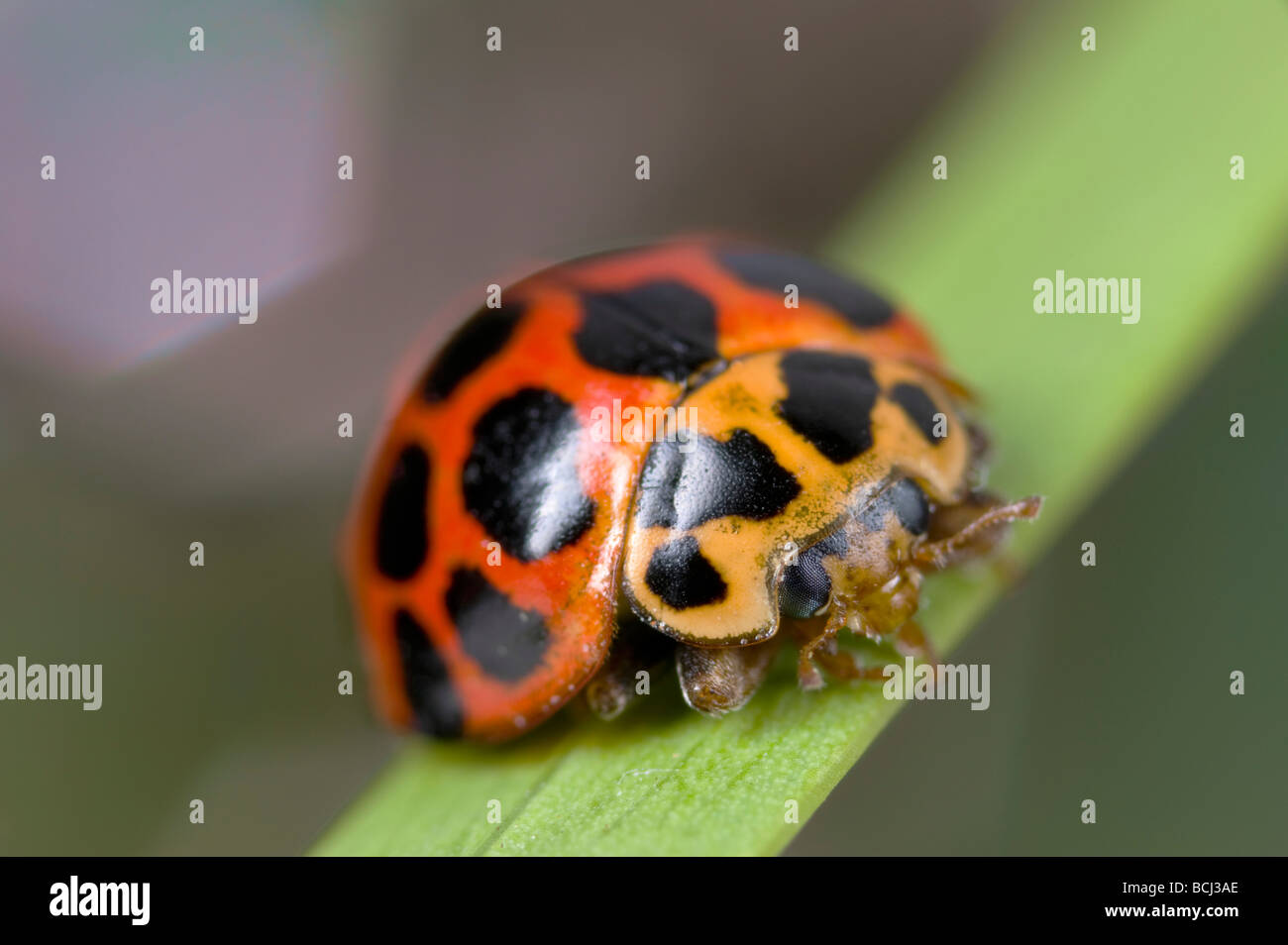Australian common spotted ladybird beetle Stock Photo - Alamy