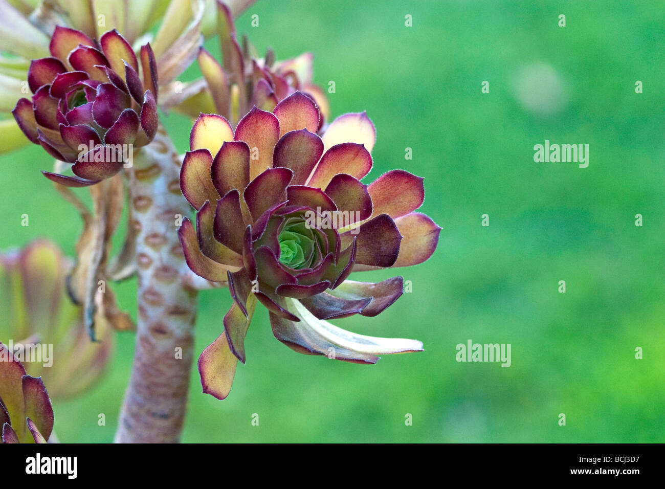 Immortal plant hi-res stock photography and images - Alamy