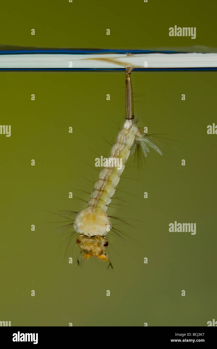 Culex hi-res stock photography and images - Alamy